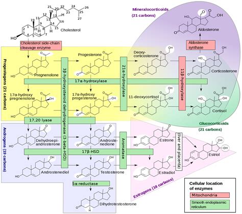 Adrenal Cortex Hormone Synthesis Pathway
