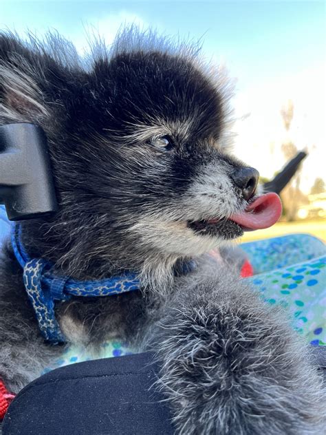 1036 Best Bear Cub Images On Pholder Hardcoreaww Aww And Nature Is Fucking Lit