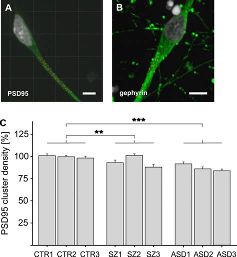 Expression Of Differentiation Markers In HiPSC Derived Neurons A B