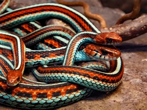 California Garter Snake Must Know 2024