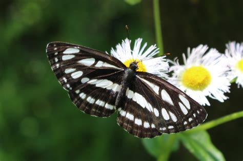 コミスジ珍しい生態写真や見分け方生息地食草越冬亜種などを解説 蝶と昆虫のWEBメディア