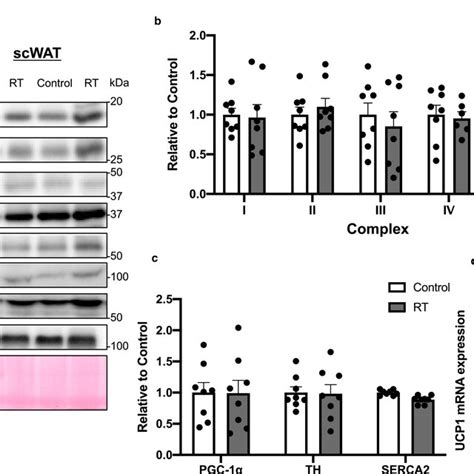 The Effects Of 4 Weeks Of Resistance Training On Protein Expression In