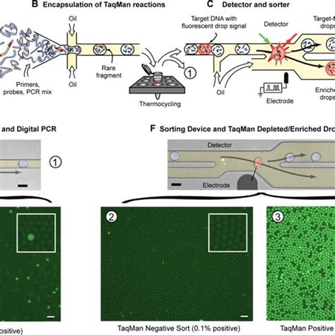 Workflow For Microfluidic Droplet Based Target Enrichment A TaqMan