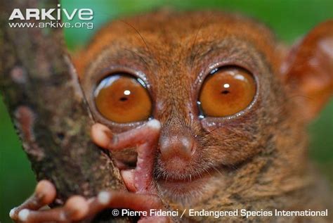 Humerus Revelations Of The Naked Ape Spotlight On Students Primate