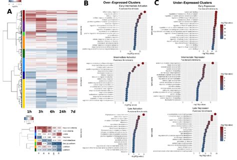 gene expression clustering and functional analysis a top clustering download scientific
