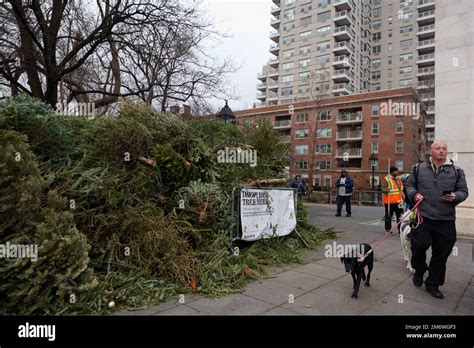 New York New York Usa Th Jan Christmas Trees Pile Up At