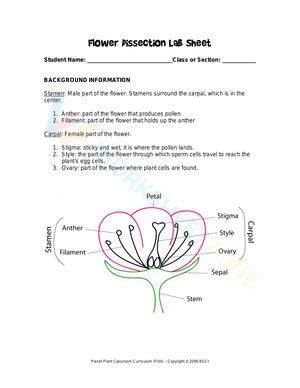 Flower Dissection Worksheet Zone