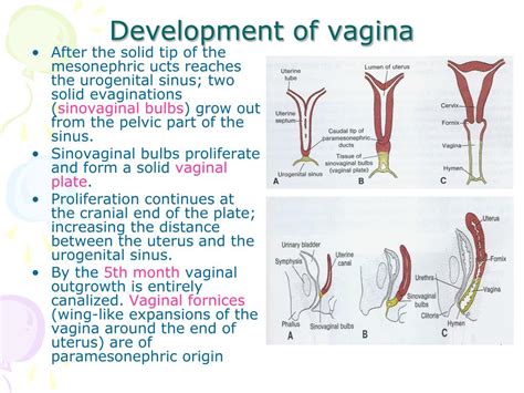 Ppt Development Of Male And Female Reproductive System Powerpoint