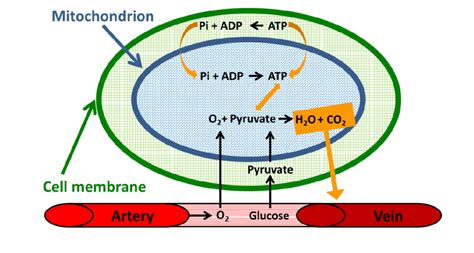 7 Schematic Representation Of Key Processes Of Cellular Metabolism