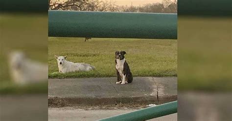 Un chien sans abri refuse de quitter son ami blessé jusqu à ce qu ils