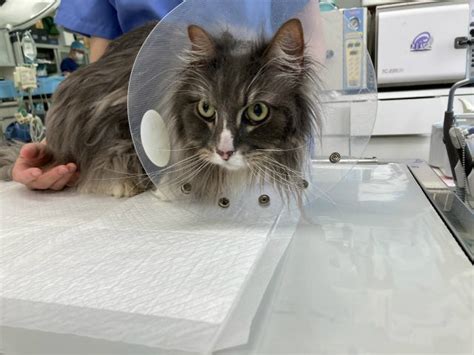 猫の脳腫瘍 草村動物病院 動物の診察室から
