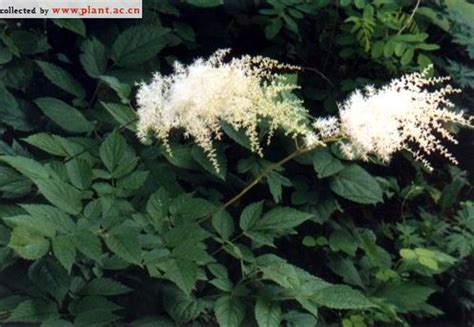 朝鲜落新妇Astilbe koreana Nakai 植物图片库 植物通