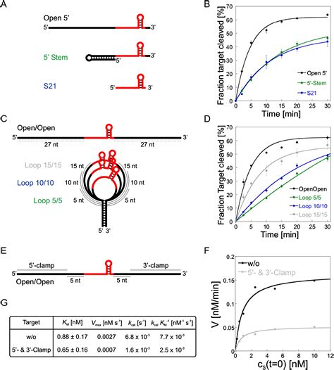 Molecular Basis For Target RNA Recognition And Cleavage By Human RISC Cell