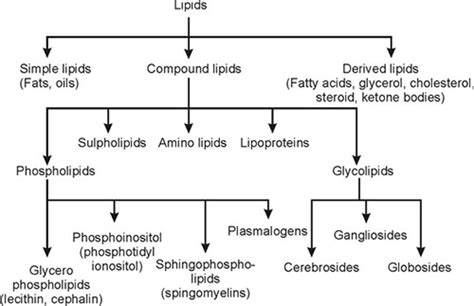 Simple Lipid Structure Diagram
