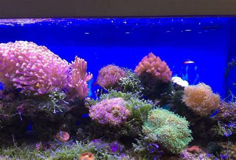 海底世界最萌的海底宠物看这里珊瑚海葵海水鱼海水珊瑚鱼缸 珊瑚 海水缸 海底世界 新浪新闻