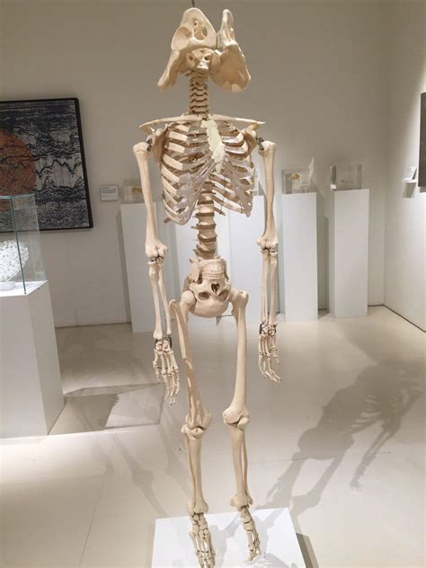The Skeleton From The ‘butt Face Universe In The Opening Credits X Post Rhmmm R