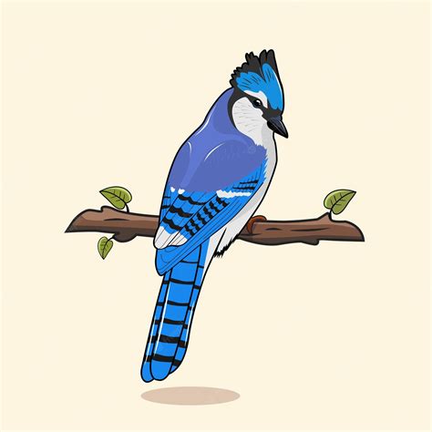 Premium Vector Blue Jay Bird Illustrations Cartoon Vector