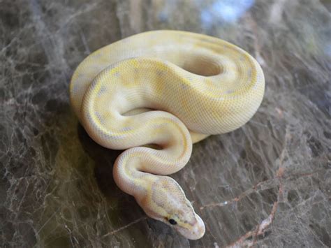 Solar Flare Morph List World Of Ball Pythons Ball Python Morphs