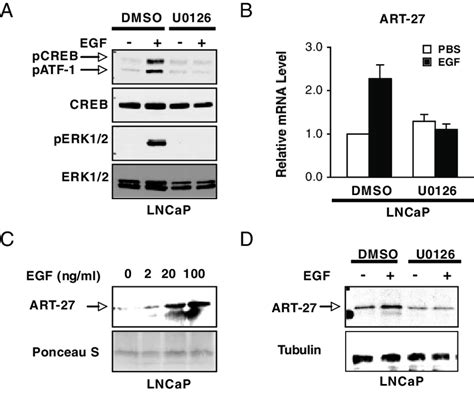 The MAPK Kinase Inhibitor U0126 Blocks Induction Of ART 27 By EGF A