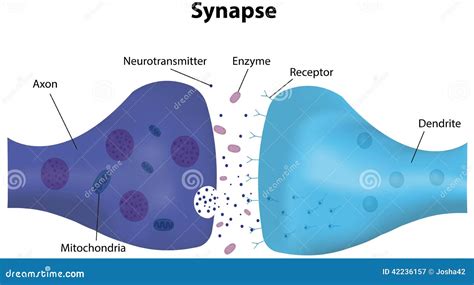Synapse Labeled Diagram Stock Vector Image 42236157