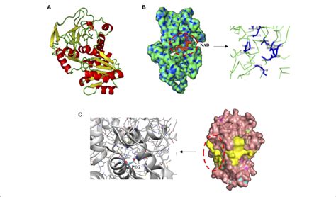Structural Analysis Of Alcohol Dehydrogenase ADH From Cobetia Sp